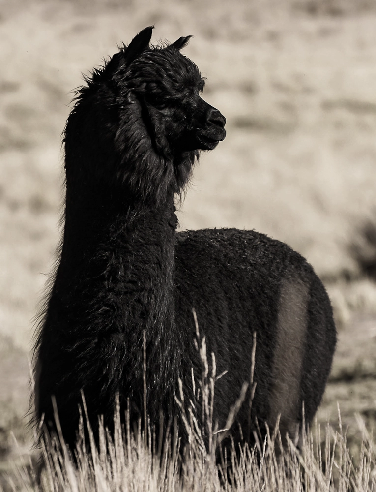 Simply Alpaca | 100% Black Alpaca Yarn | Purl Soho